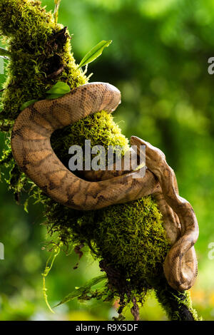 Annulated tree boa - Corallus annulatus climbing a vine Stock Photo - Alamy