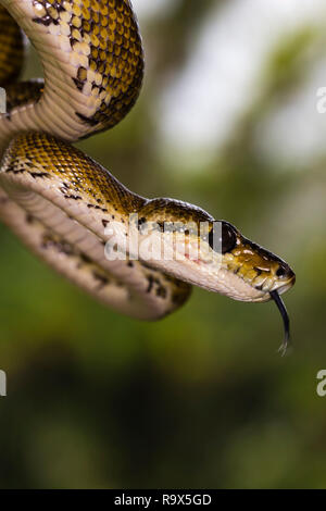 Garden (or Mangrove) tree boa snake in Costa Rica Stock Photo - Alamy