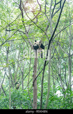Giant panda over the tree Stock Photo - Alamy