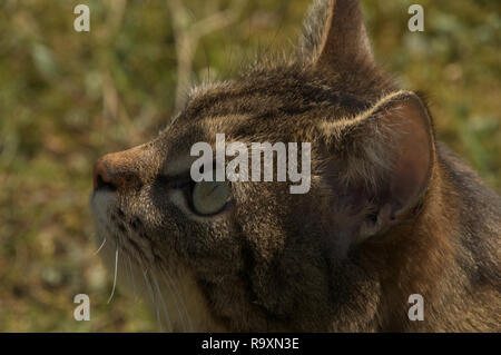 Tabby cats named "Tietz" on Swiss garden lawn, portrait of face Stock ...