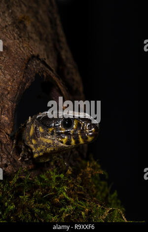 Costa Rican Tropical Night Lizard (Lepidophyma reticulatum) Reptilia ...