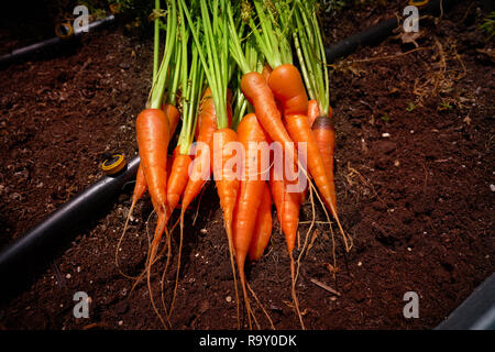 Fresh carrots just harvested in homestead farmland soil Stock Photo - Alamy