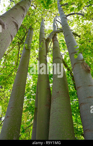lacebark tree trunk, (Brachychiton discolor), close view trunk texture ...