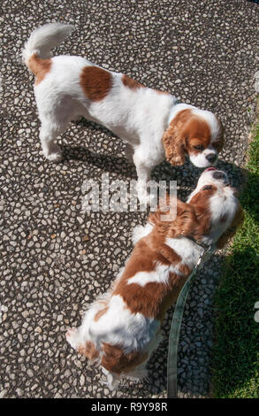 Cavalier King Charles and Blenheim King Charles Spaniels Stock Photo ...