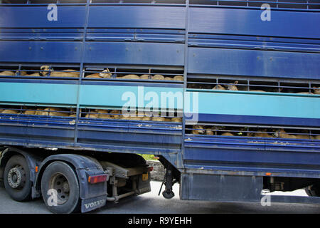 sheep lambs market livestock lorry transport farm farms farming sheep ...
