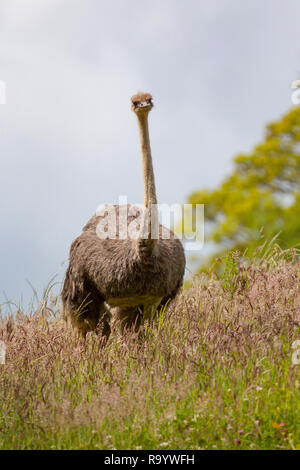 Emu australian bird with a long neck Stock Photo - Alamy
