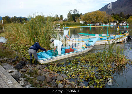 Fisherman landing his catch of Tilapia from a fishing boat in Lake ...