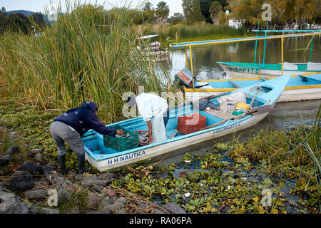 Catch of Tilapia from a fishing boat in Lake Chapala, Chapala ...