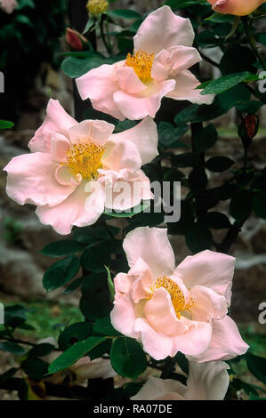 Hybrid Tea pink semi-double climbing rose 'Lady Waterlow' flowering ...