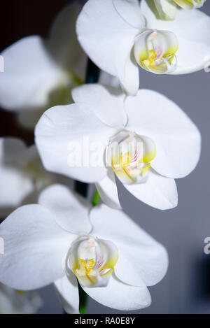 white orchid, flowers on a branch on a gray marbled blurred background ...
