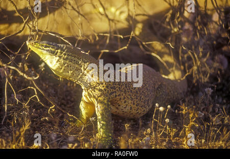 Goanna or monitor lizard Varanus giganteus in Karijini National Park ...