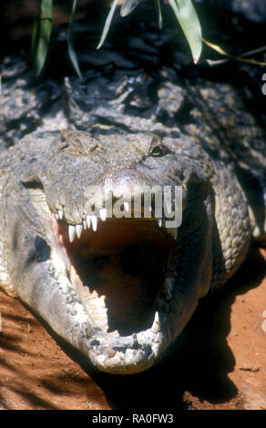 OPEN JAWS OF A SALTWATER OR 'SALTIE' CROCODILE (CROCODYLUS POROSUS ...