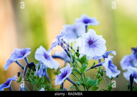 Petunia plant with lilac flowers. Closeup Petunia flowers. Purple ...