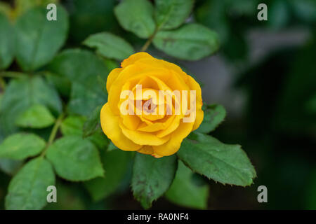 Buds of a yellow rose on a bush. Blooming roses in the garden. Yellow ...