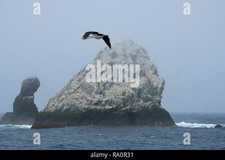 The Shag Rocks, group of islands in the South Atlantic Ocean, South ...