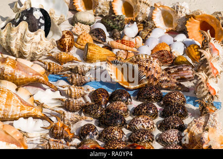 Sea shells on display for sale, Kos island, Greece Stock Photo - Alamy