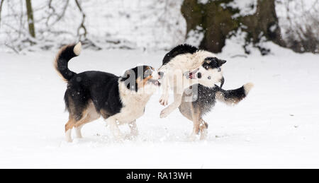 Sheepdogs playing in together in snow North Yorkshire, UK Stock Photo ...