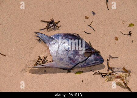 A dead blue fish on the sand Stock Photo - Alamy