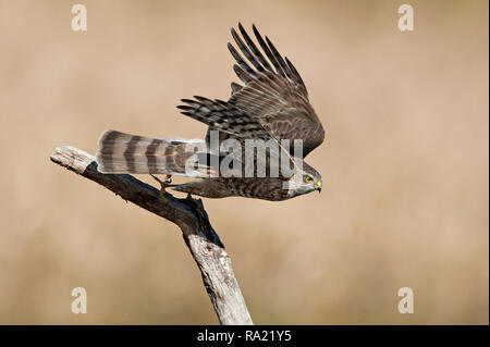 Sharp-shinned hawk in flight Stock Photo - Alamy