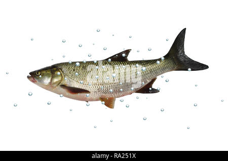 asp predatory freshwater fish on white background Stock Photo - Alamy