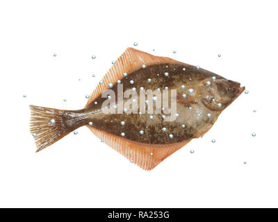 big fish flounder on white background Stock Photo - Alamy