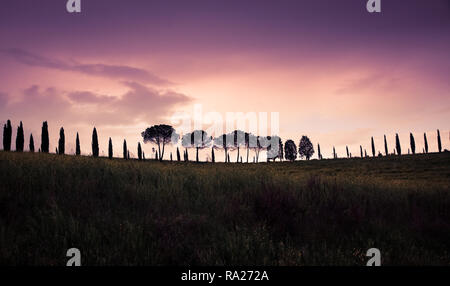 row of cypress trees at sunset - iconic tuscan landscape Stock Photo ...