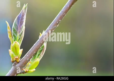 Lilac (Syringa x henryi Stock Photo - Alamy