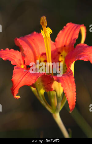 Catesby's lily (Lilium catesbaei) bloom, Sweetbay Natural Area, Palm ...