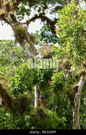 Beautiful tropical landscapes in Honduras- green mountains in jungle ...