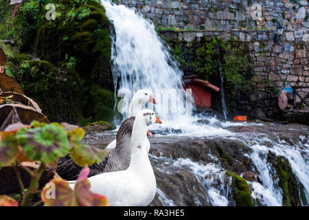 White and grey ducks with orange beak next to a waterfall Stock Photo ...