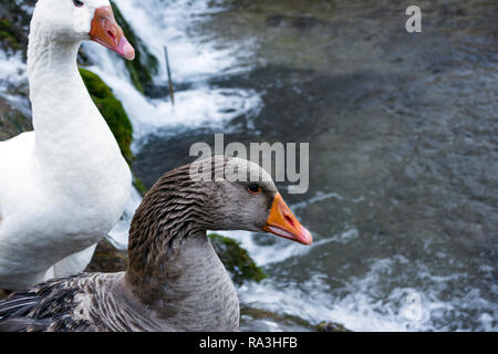 White and grey ducks with orange beak next to a waterfall Stock Photo ...