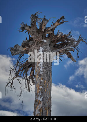 An upside down dead tree trunk in the remote Iceland landscape of the ...