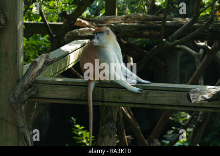 Side view of the patas monkey (Erythrocebus patas), known as the Hussar ...