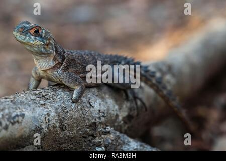 Collared iguanid lizard (Oplurus cuvieri), Kirindy, Madagascar Stock ...