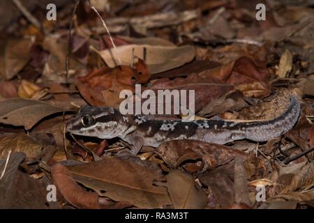 Madagascar large-head gecko (Paroedura picta), Botanical Garden ...
