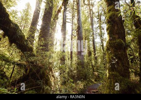 Fitzroya (Fitzroya cupressoides) overgrown with moss and lichen ...