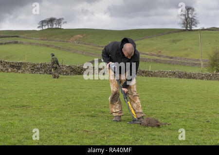 Metal detectors searching farmland in Wensleydale for metal artefacts ...