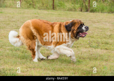 St Bernard dog running Stock Photo - Alamy