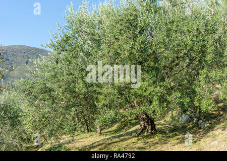 Old, knotty olive tree in the park in Sirmione in Italy Stock Photo - Alamy