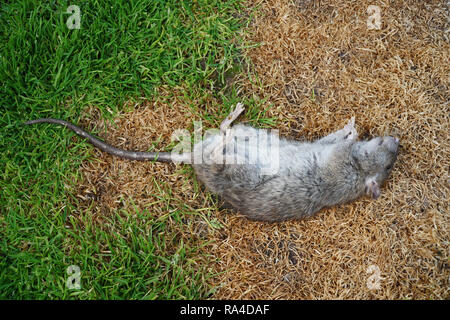 Dead rat (rattus) on street of Wroclaw, Poland Stock Photo - Alamy