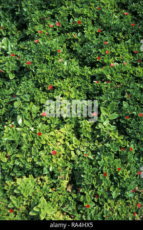 Ice Plant, Baby Sun Rose, Aptenia Cordifolia Stock Photo - Alamy