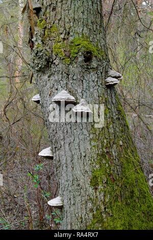 Forest huba on the trunk of a tree. Mushrooms, parasites in the forest ...