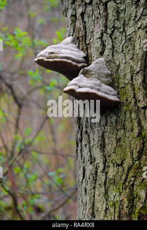 Forest huba on the trunk of a tree. Mushrooms, parasites in the forest ...