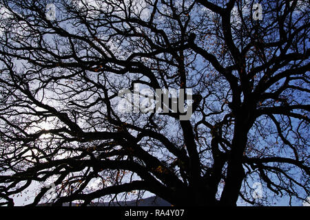 Ancient Oak Tree branches. Twisted branches against a blue sky Stock ...