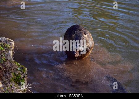 White coypu or nutria is eating and holding food in its paws Stock ...