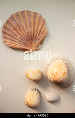 Oyster and clam shells in yellow plastic containers Stock Photo - Alamy