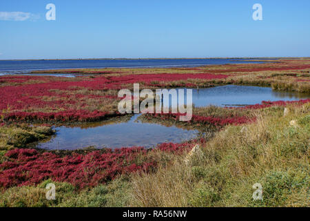 Field with red salicornia Salt-tolerant plant. Saltwort plant ...