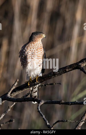 Adult sharp-shinned hawk in flight Stock Photo - Alamy