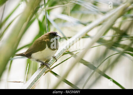 Javan Munia (Lonchura leucogastroides Stock Photo - Alamy