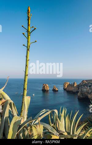 Agave plant at Ponta da Piedade near Lagos, Portugal Stock Photo - Alamy